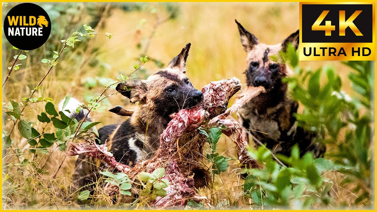 Craziest African Wild Dog Attacks Ever Caught On Camera | Animal Fights ...