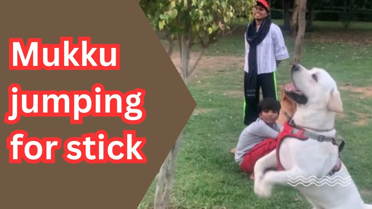 Mukku jamming for stick.#doglover #love #happydogs #animals # ...