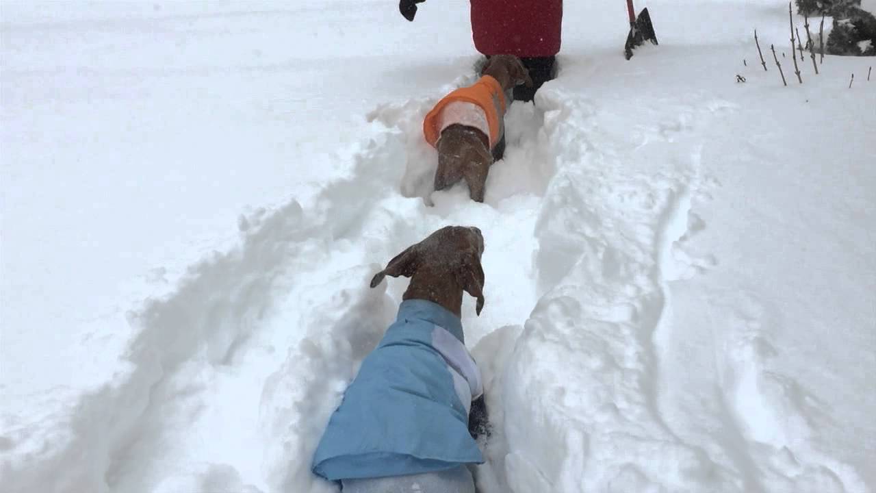 Vizsla Blizzard 2 (swimming in snow) - Berlin Massachusetts 01.27.15 ...