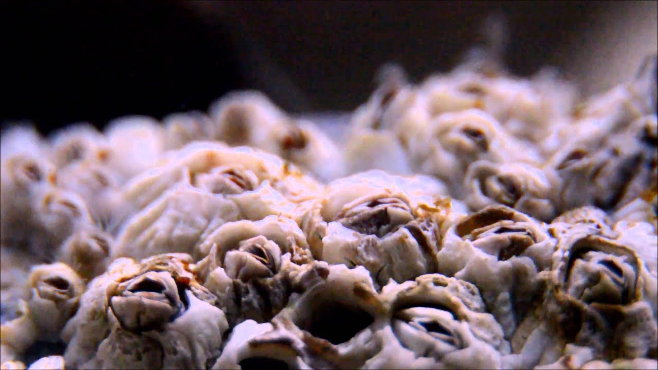 UK Cold saltwater rock pool aquarium, Barnacles feeding - YouTube