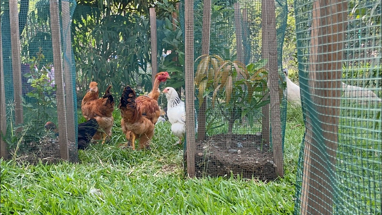 Crianza de gallinas criollas y ornamentales en pastoreo - Perú 🇵🇪 ...