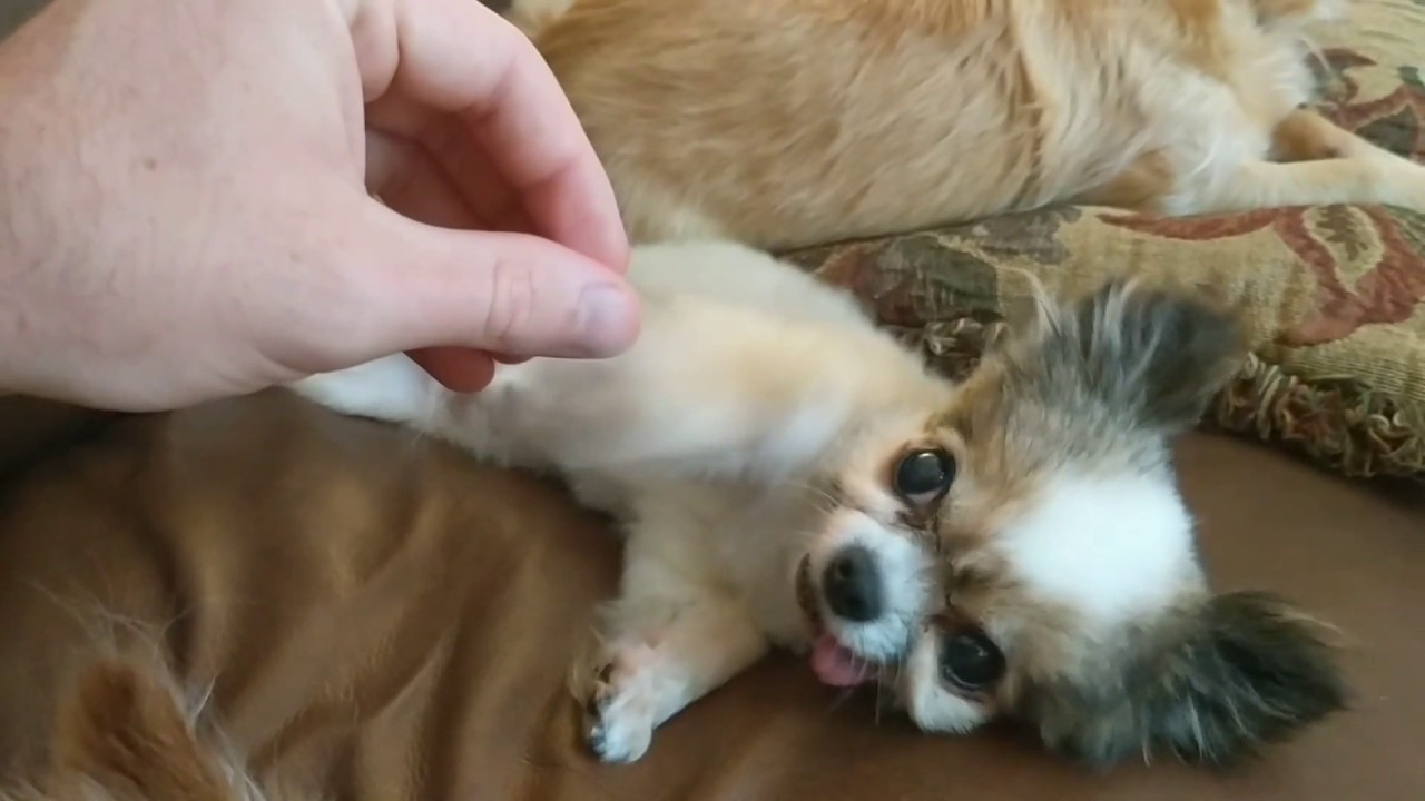 Cute Pooch - YouTube