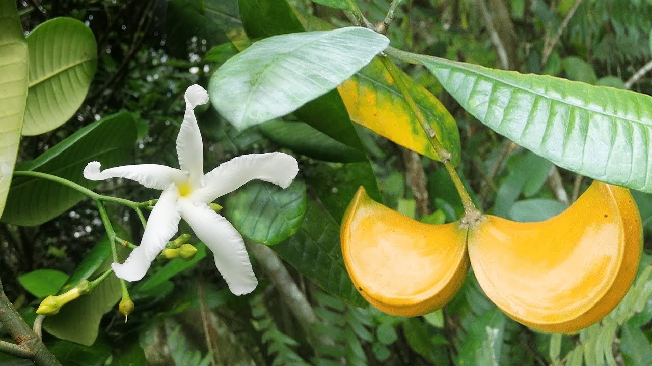 කදුරු ශාකය | Kaduru Tree | divikaduru plant | sri lanka plants | sri ...