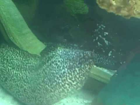 Screaming Eel - YouTube