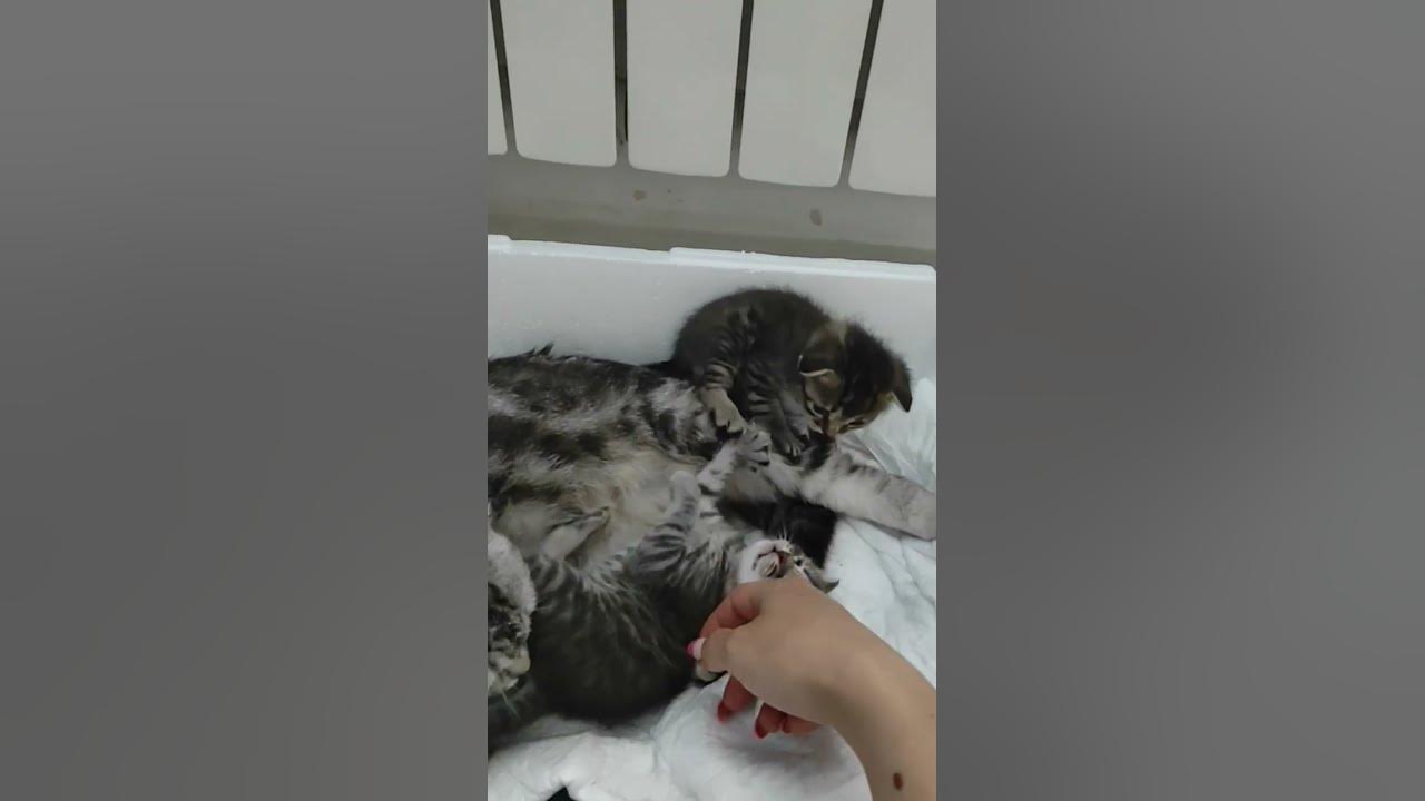 мама кошка🐱и три котенка🐱🐱🐱 - YouTube