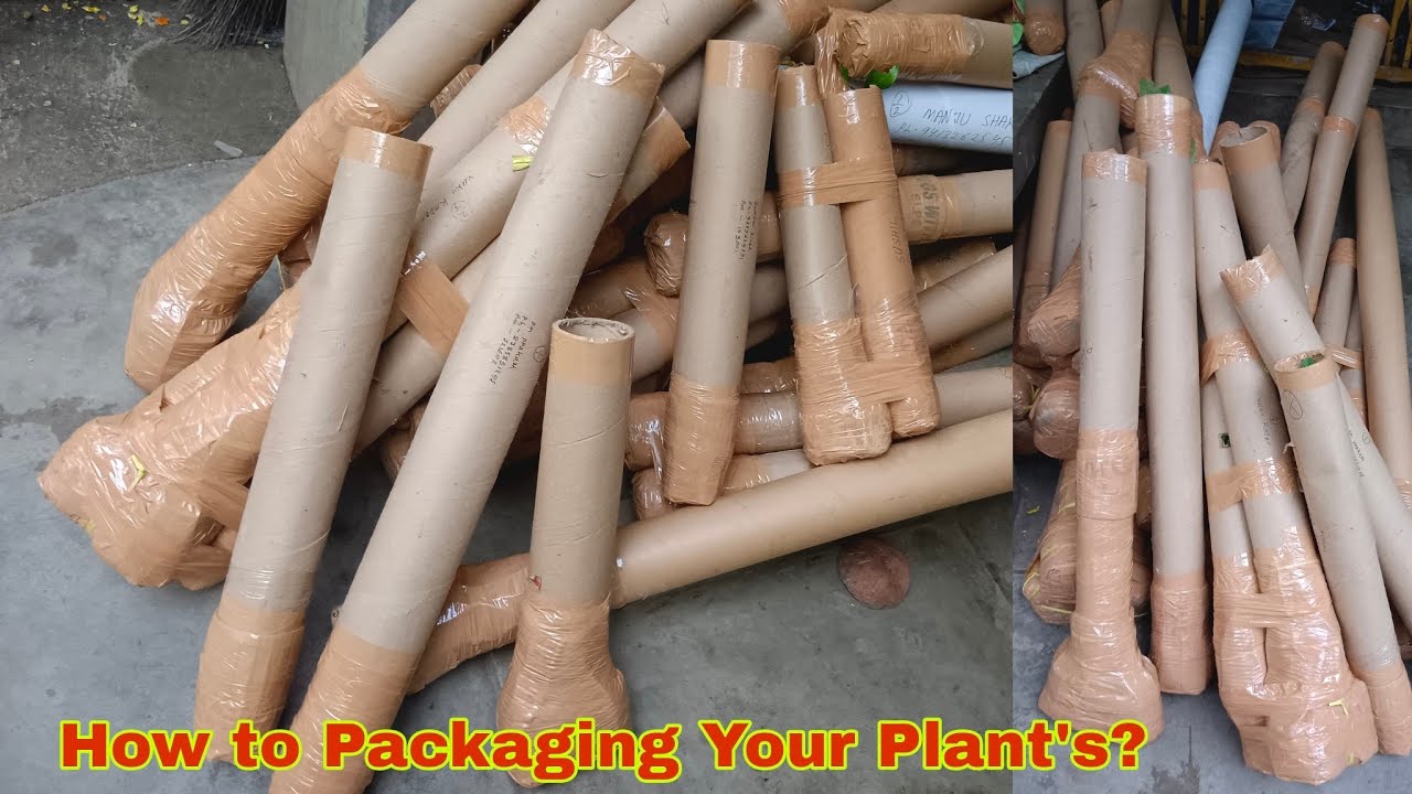 How to Packaging Your Plant in our Nursery//Best plant packing//Best ...