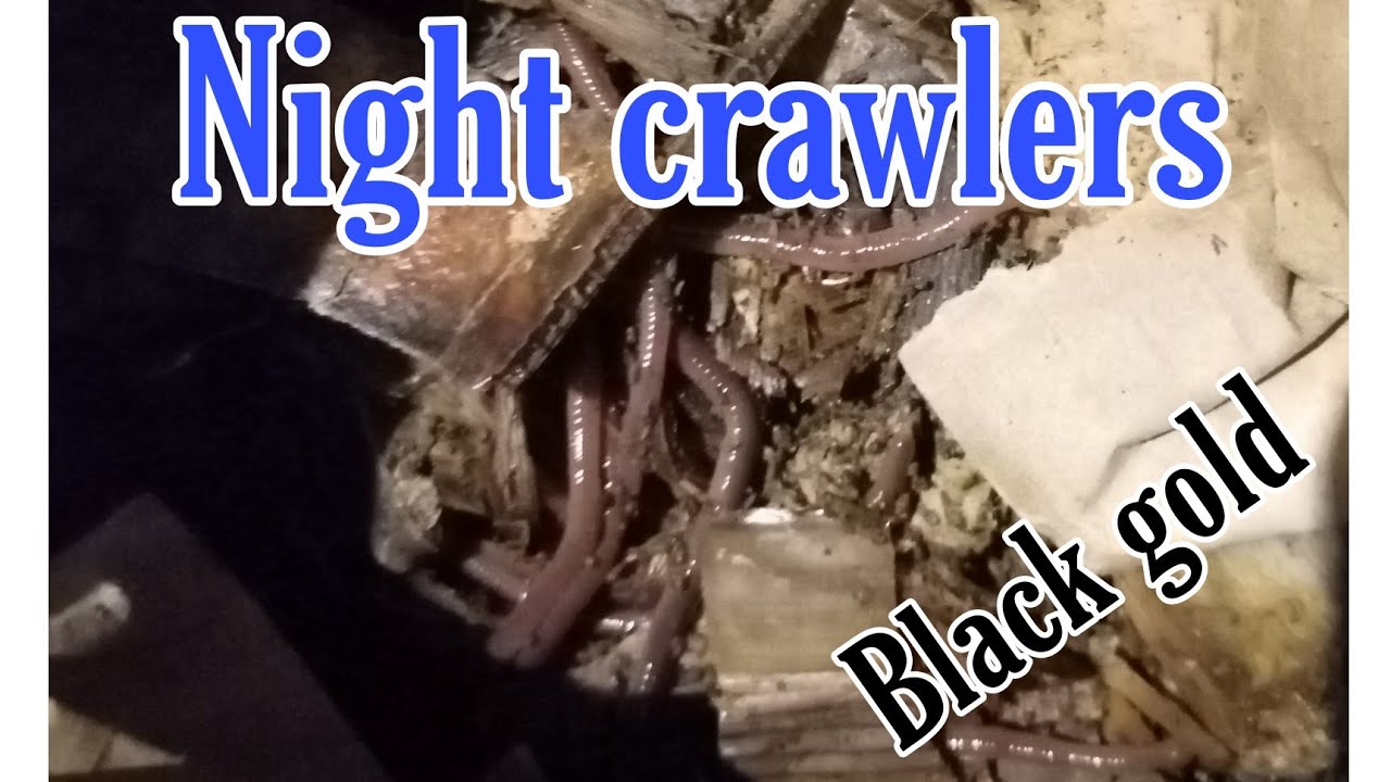 starting an AFRICAN NIGHTCRAWLER wormbin, update on the repair and ...