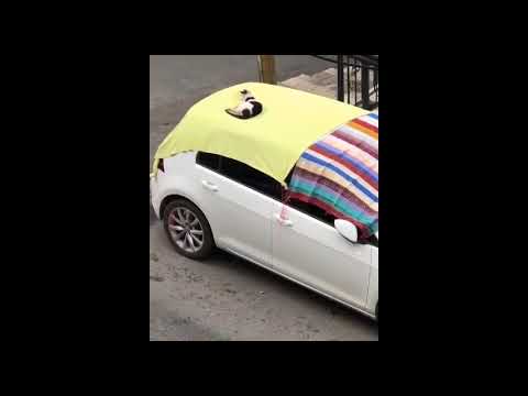 istanbula Dolu Yağması En Çok Bu Kediye Yaradı