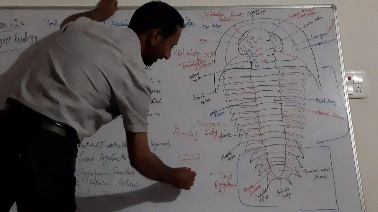 Thorax and pygidium parts of shell trilobita. - YouTube