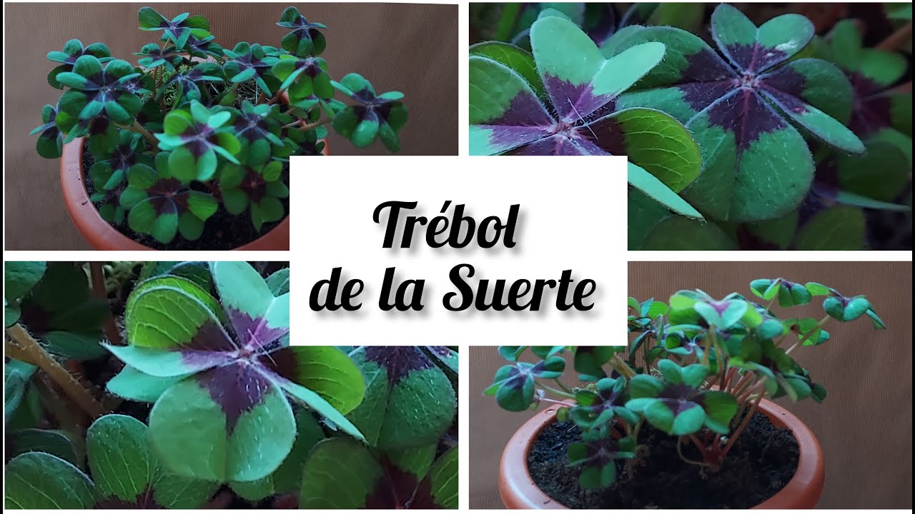 Como cuidar y reproducir 🍀OXALIS 🍀 el trebol de 4 hojas/LA PLANTA QUE ...