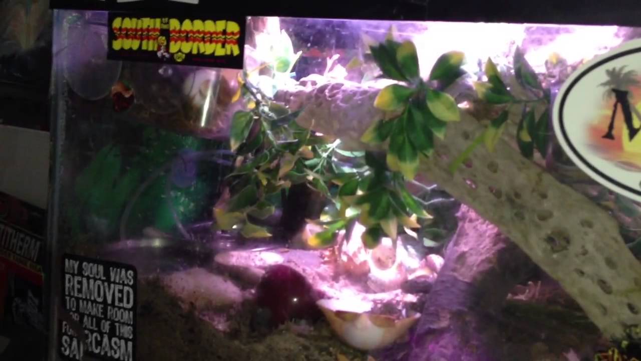 A word about heat/humidity control in the crabitat - YouTube