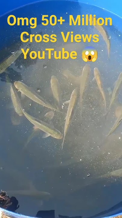 Omg 50+ Million Cross Views YouTube 😱 Baby Fish 🐟 #fish #shorts #youtubeshorts #video - YouTube