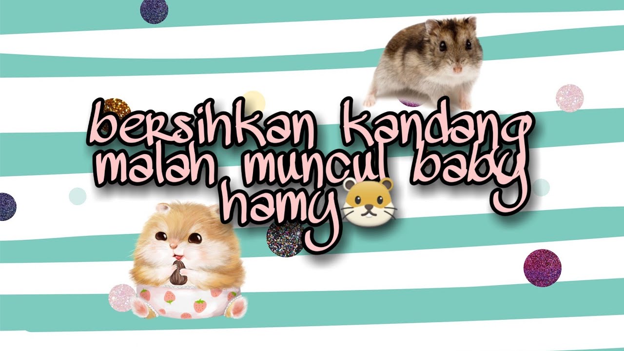 Bersih-bersih kandang hamster, eh baby hamy nongol😂🐹 - YouTube