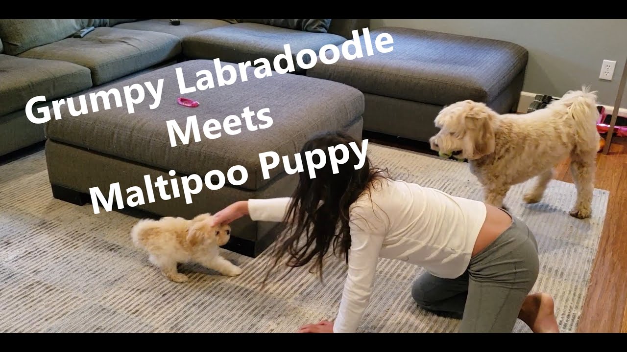 Grumpy Labradoodle meets Maltipoo puppy - YouTube