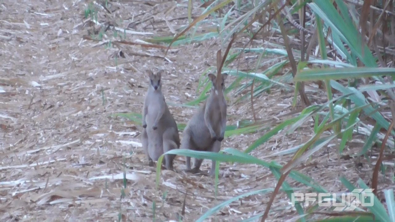 Two Wallabies [HD] - YouTube