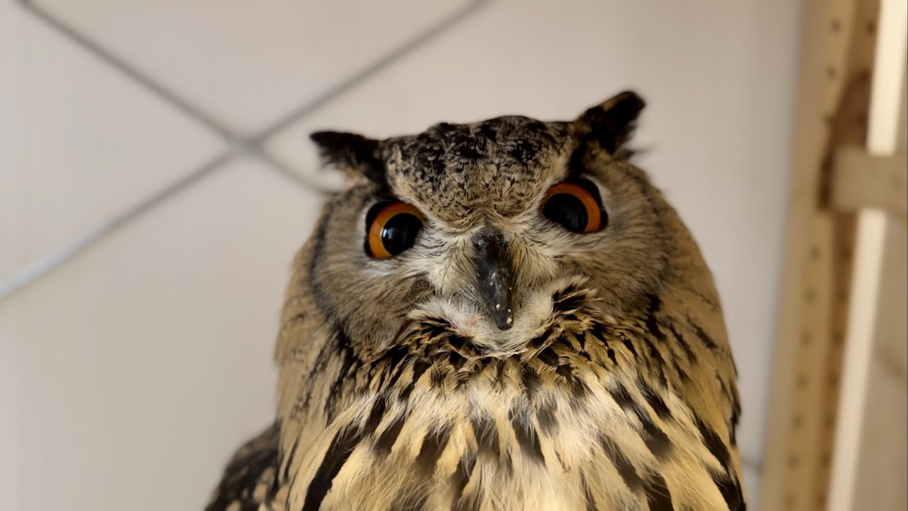 #752 大食漢のフクロウ Gluttonous Owl【ベンガルワシミミズク】 - YouTube