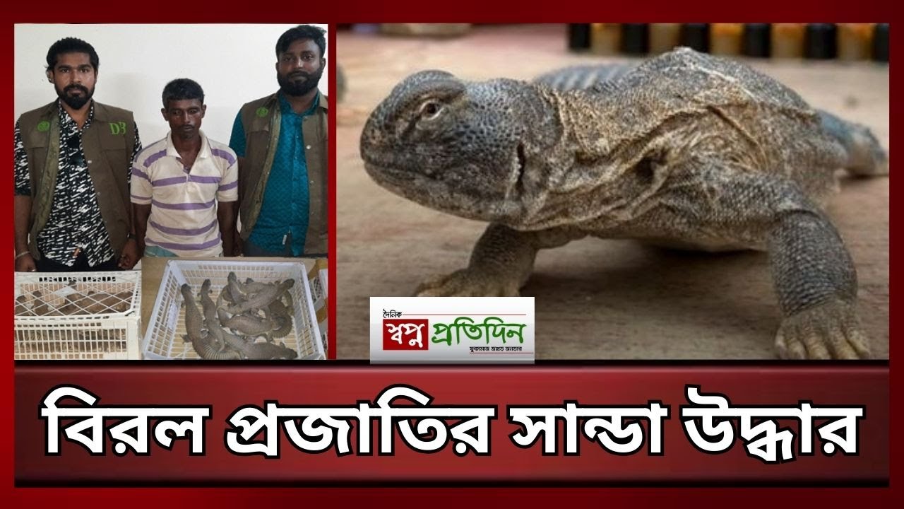 সান্ডার তেলের সেই সান্ডা উদ্ধার ঝিনাইদহে! | Jhenaidah | Sanda Lizard ...