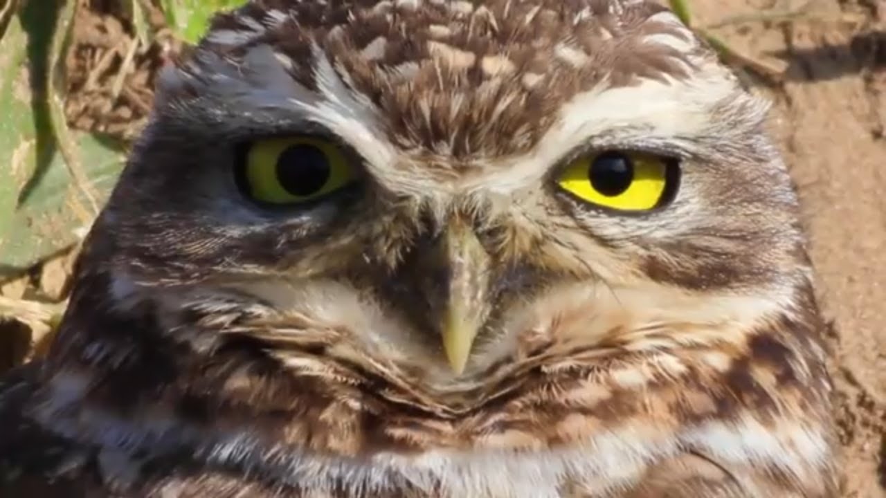 Study animals lynx, owl, eel, woodpecker Animal Sounds 54 - YouTube