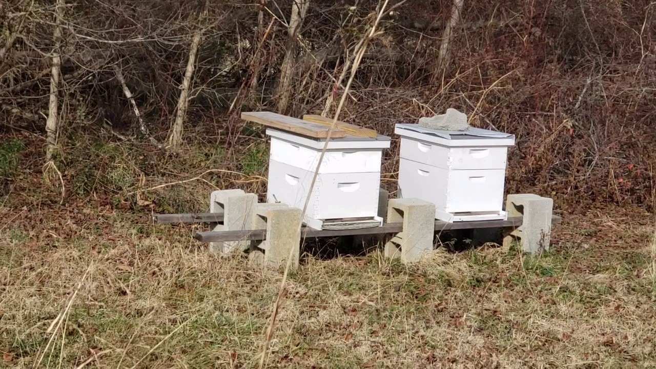 The Bee Project 1 - YouTube