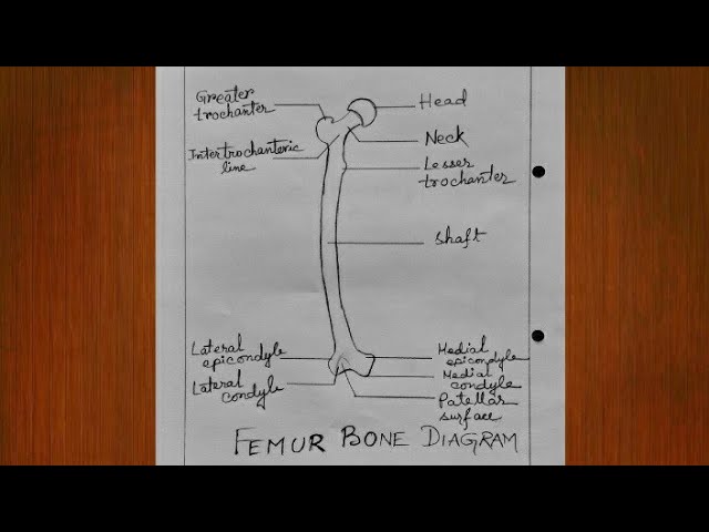 Labeled Femur Bone Pencil Diagram