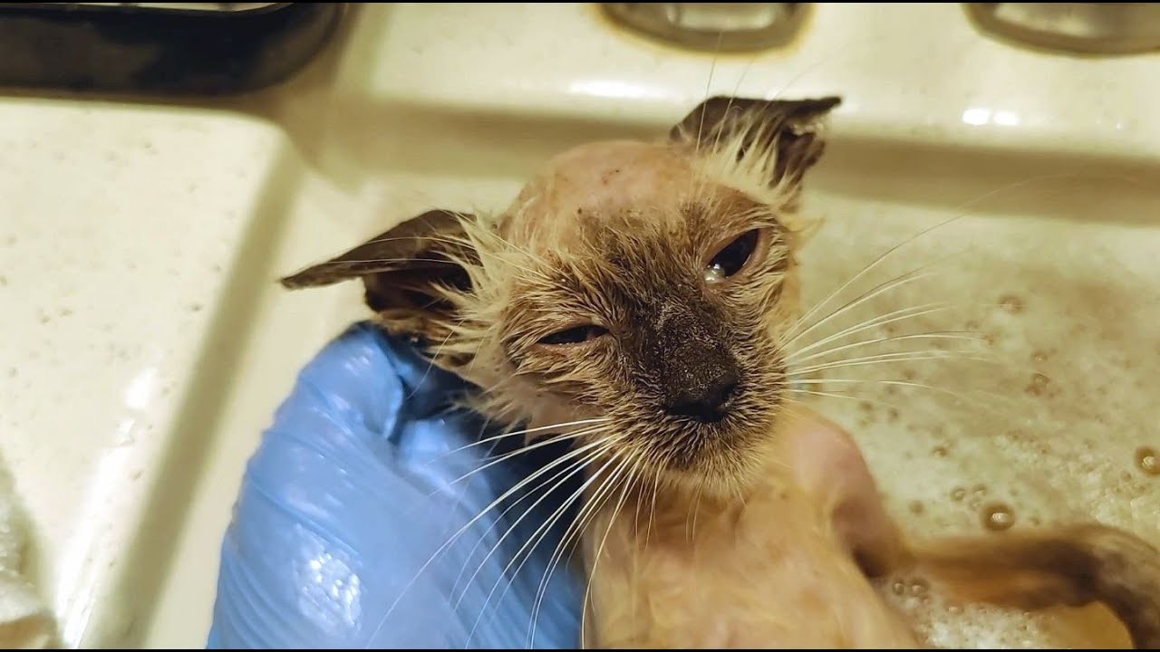 The 2 Lilac Point(?) Brothers, one missing an eye - YouTube