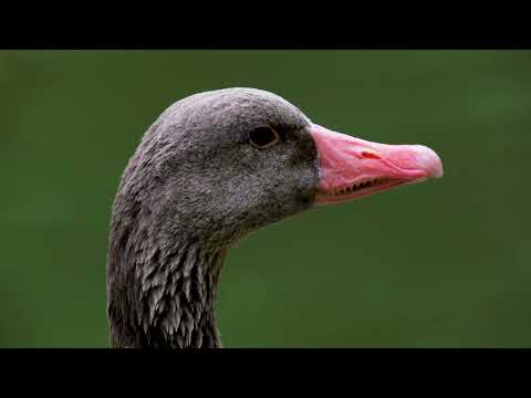 (4K UHD Telifsiz) Boz Yaban Kazı Videosu 🦆