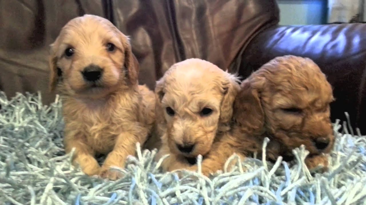 F1b Cockapoo Puppies - YouTube