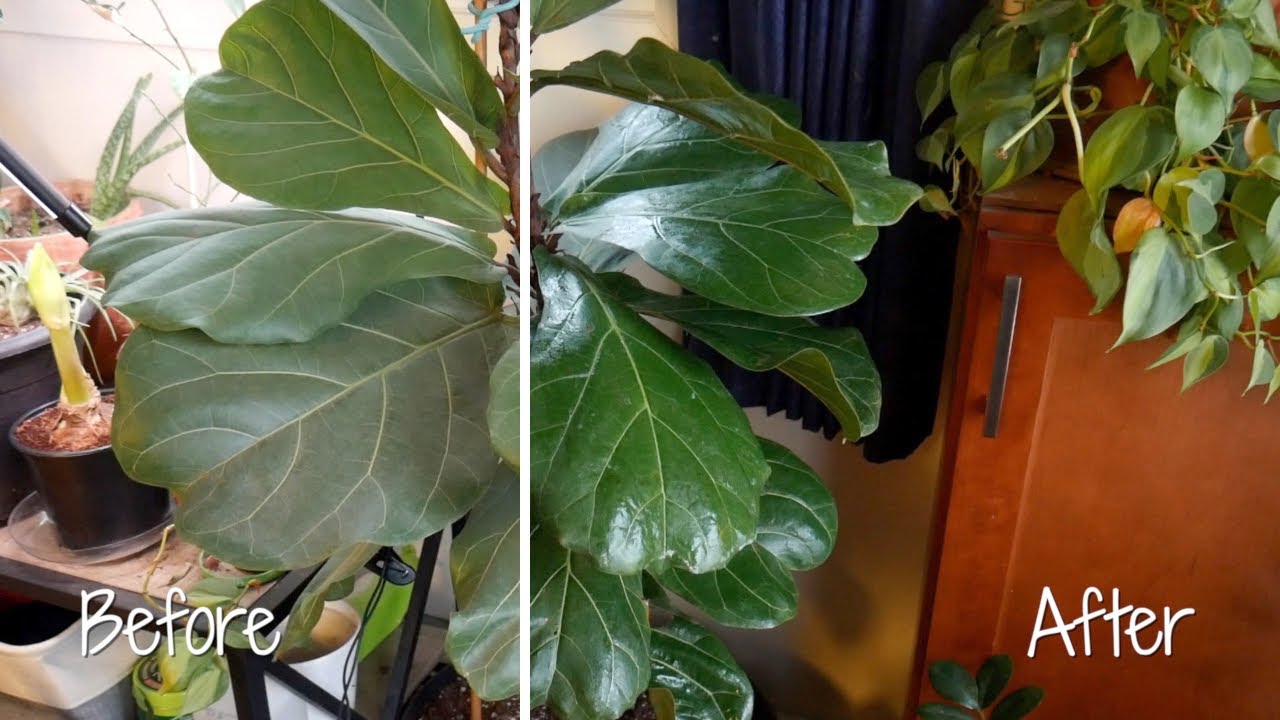 Cleaning houseplant leaves with simple homemade solution - YouTube