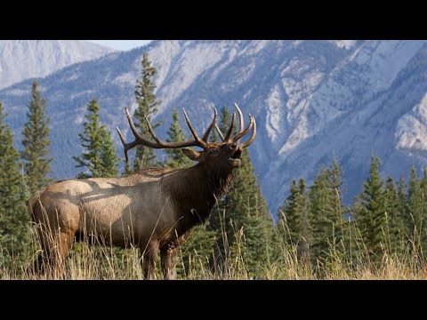 HERE IT IS ! Cutting Out The Rib Roll DELICIOUS (elk) - YouTube
