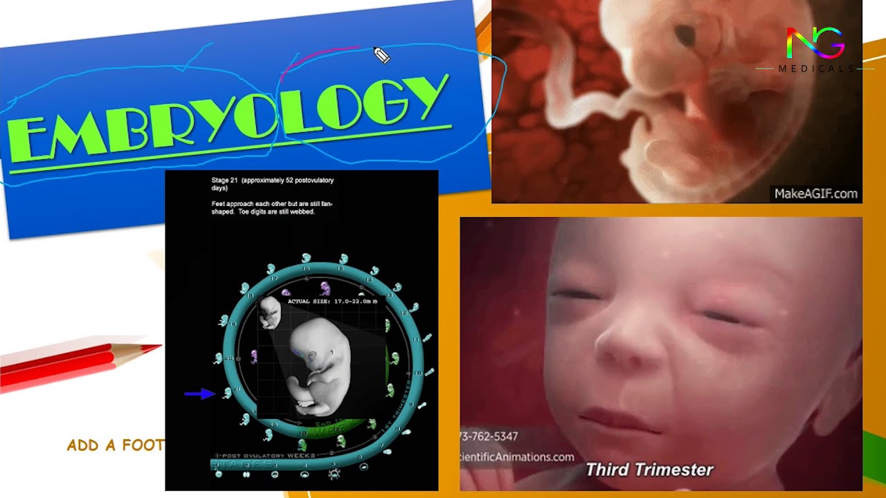 Embryology Part 1 WITH EASY NOTES Full Explanation In Hindi By N Embryology Part 1 WITH EASY NOTES Full Explanation In Hindi By N