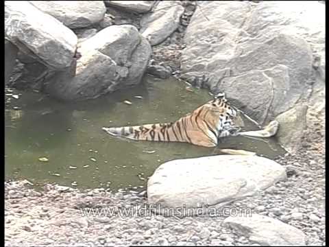 Tiger relaxing in water pool - YouTube