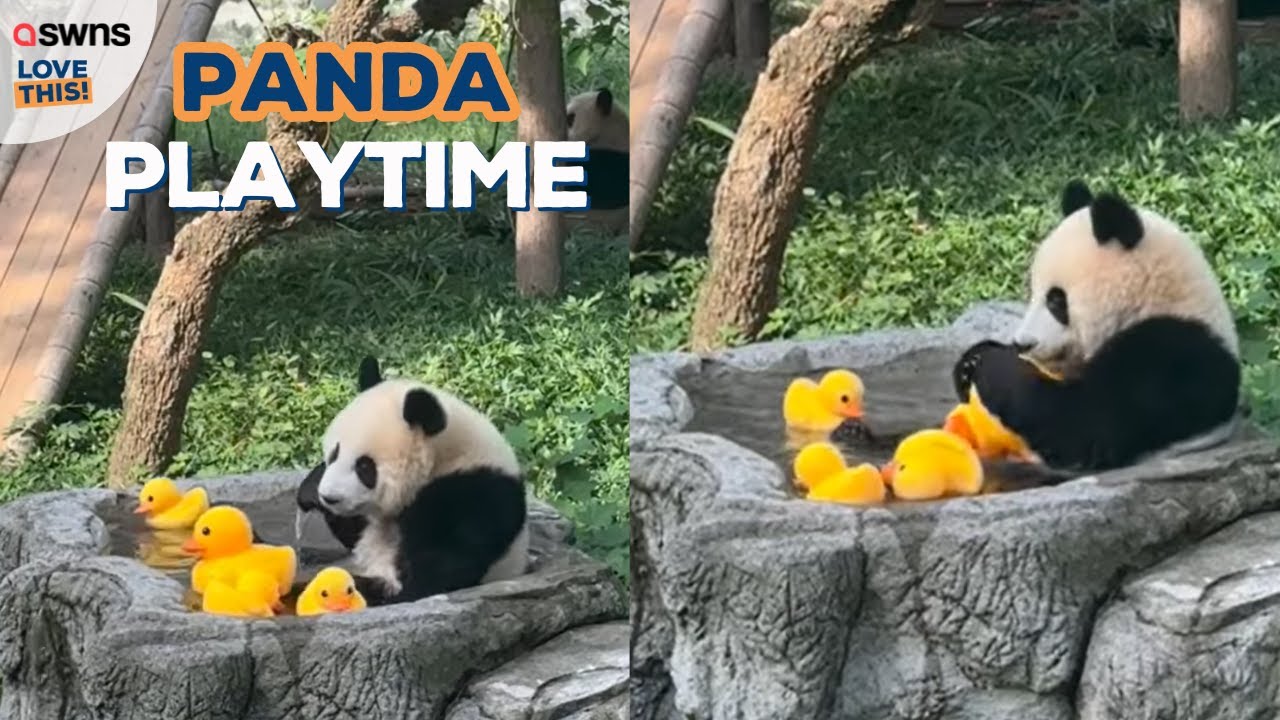 This panda loves its rubber duckies 😍 | LOVE THIS! - YouTube