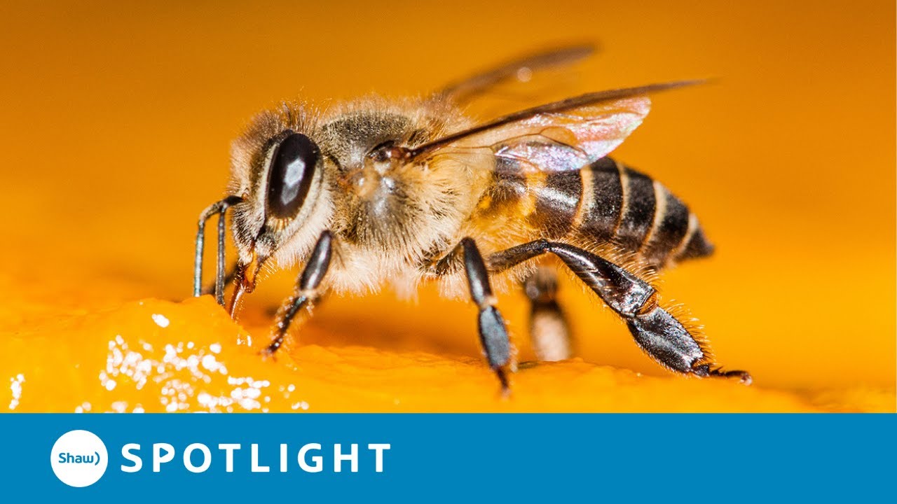 Queen Bee of the Thrones - YouTube