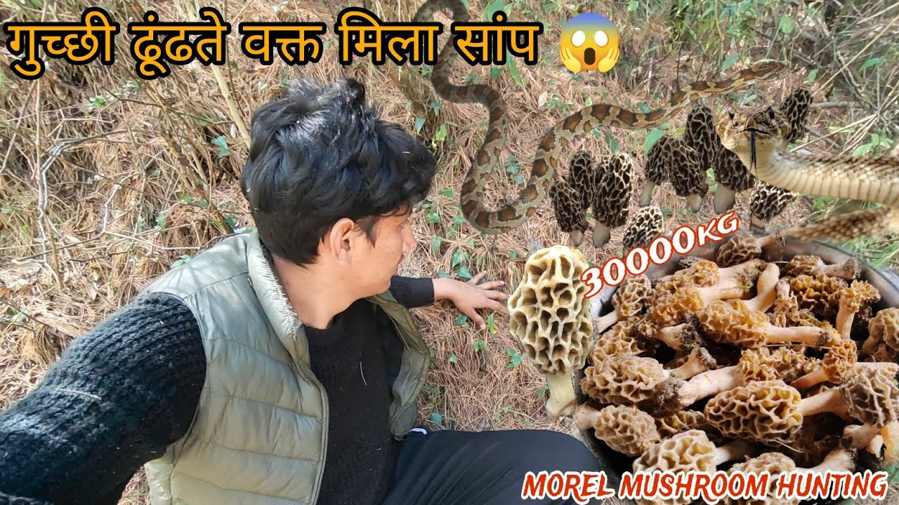 Hunting Gucchi mushroom At Jungle 😍Most Expensive Mushroom #gucchi # ...