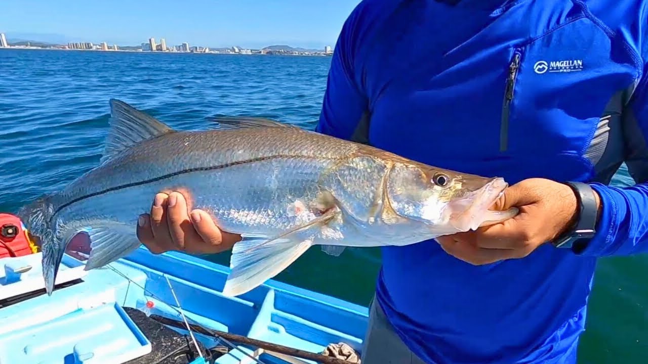 Pesca de Robalos y Pargos con Camaron Vivo - YouTube