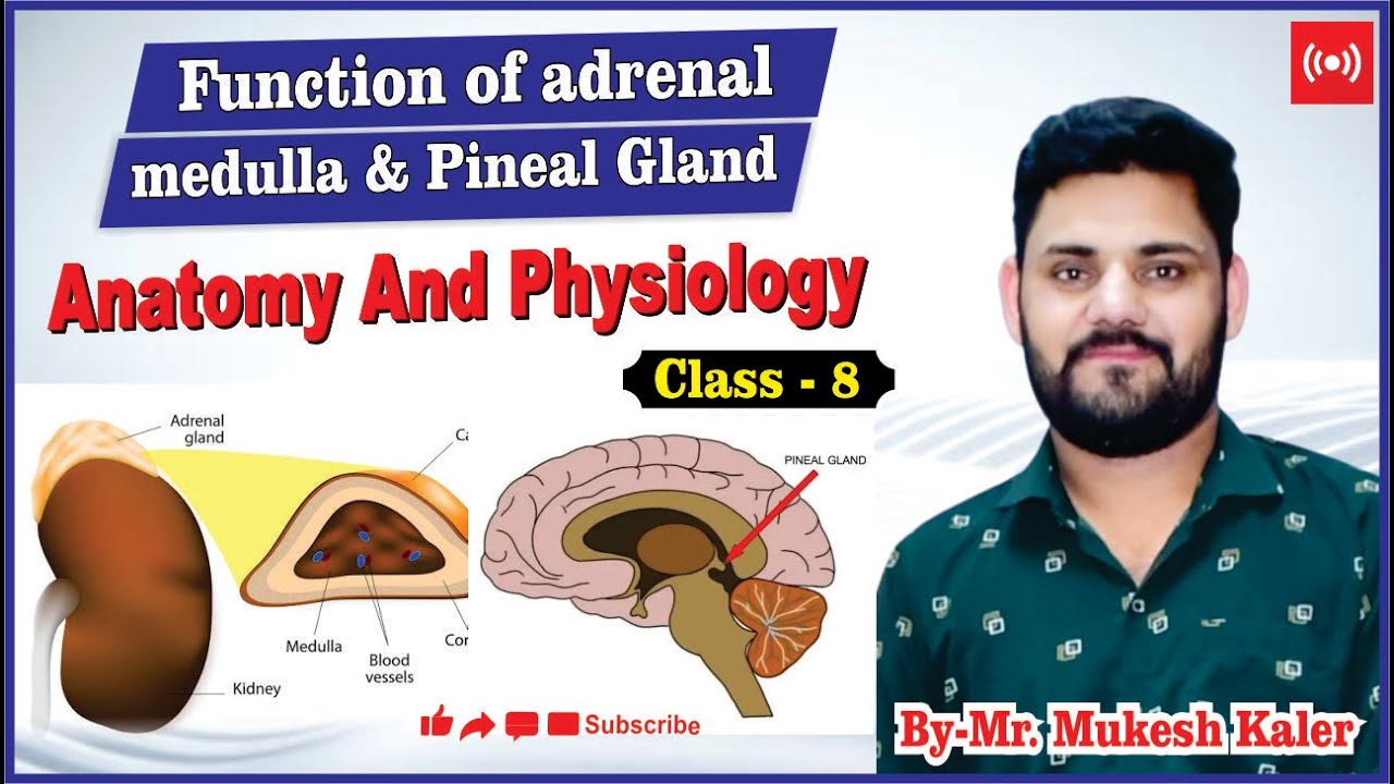 Function Of Adrenal Medulla Function Of Pineal Gland Anatomy And