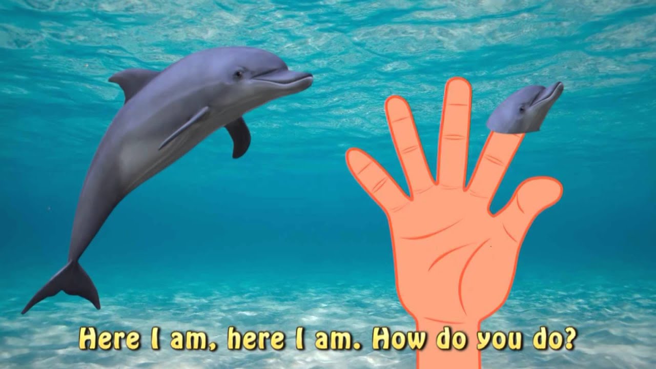 Sea Animal Finger Family Nursery Rhyme - Whale Orca Killer Whale ...