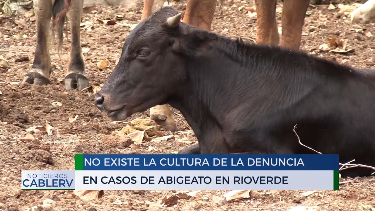 🐮Hay más de dos casos de abigeato en la Zona Media, pero ganaderos no ...