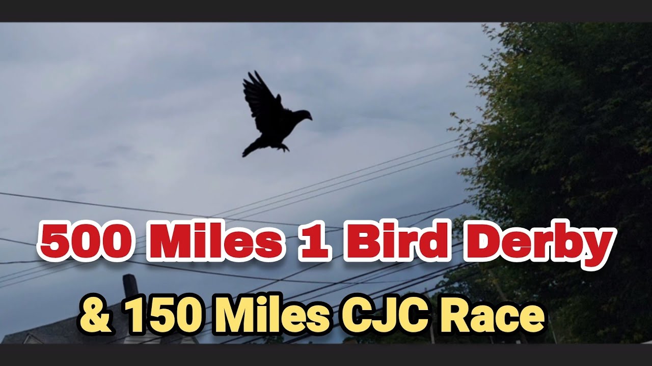 500 Miles 1 Bird Derby | CJC 150 miles Race Old Birds - YouTube