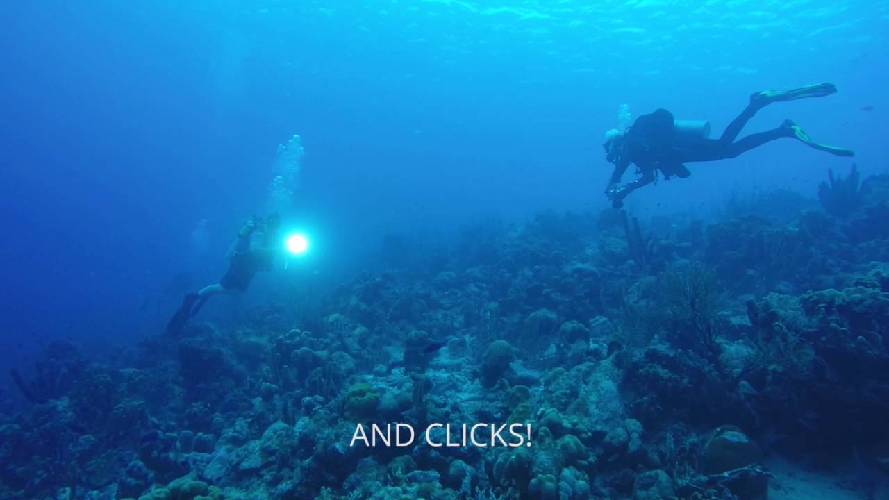 Scuba Diving with Wild Dolphins - YouTube