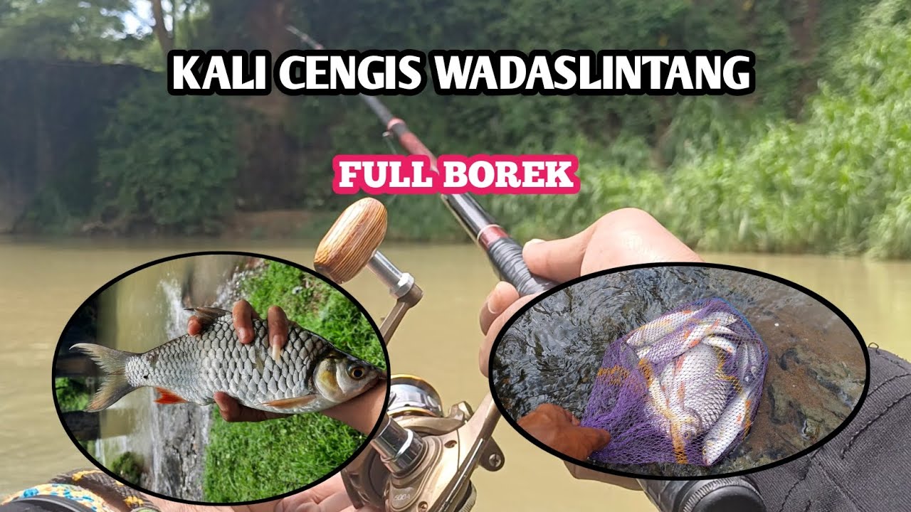 KALI CEGIS WADASLINTANG || Full ikan putihan ( IKAN BREK ) - YouTube