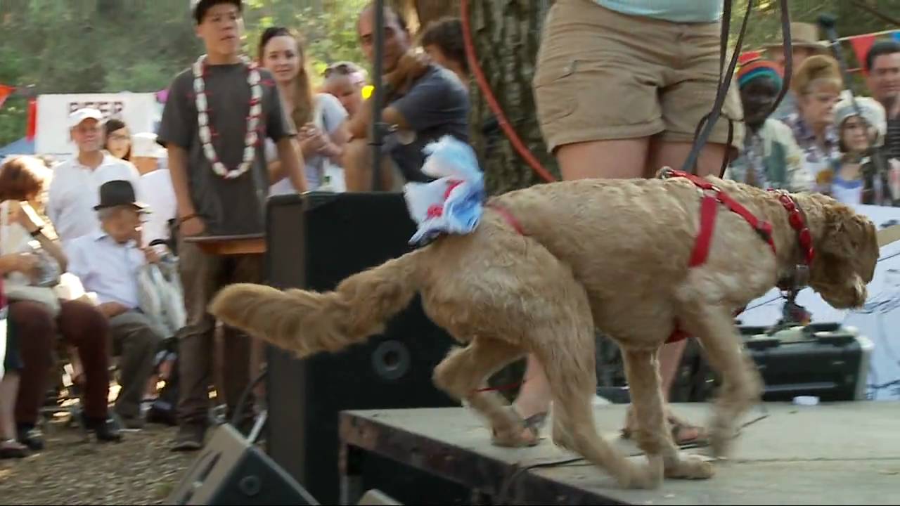 2009 Santa Barbara French Festival Poodle Parade - YouTube