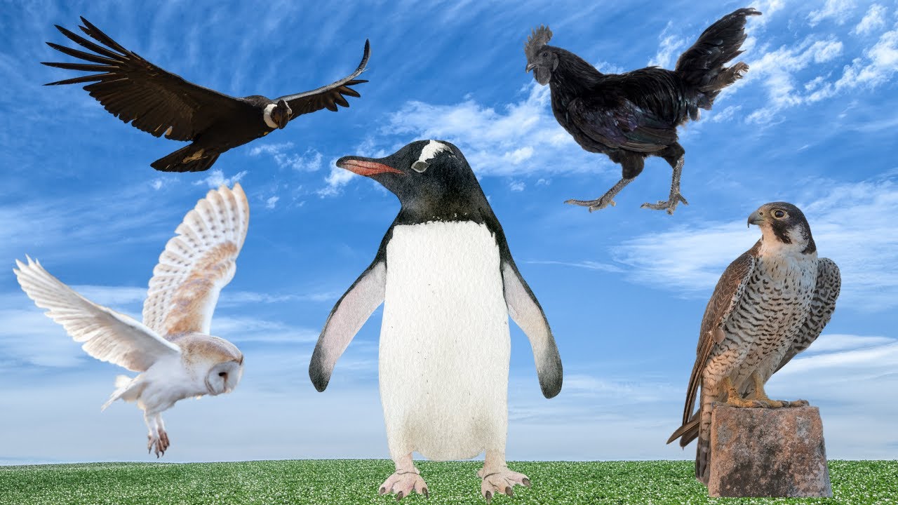 The Most Beautiful and Exotic Feathered Friends: Eagle, Owl, Hawk ...