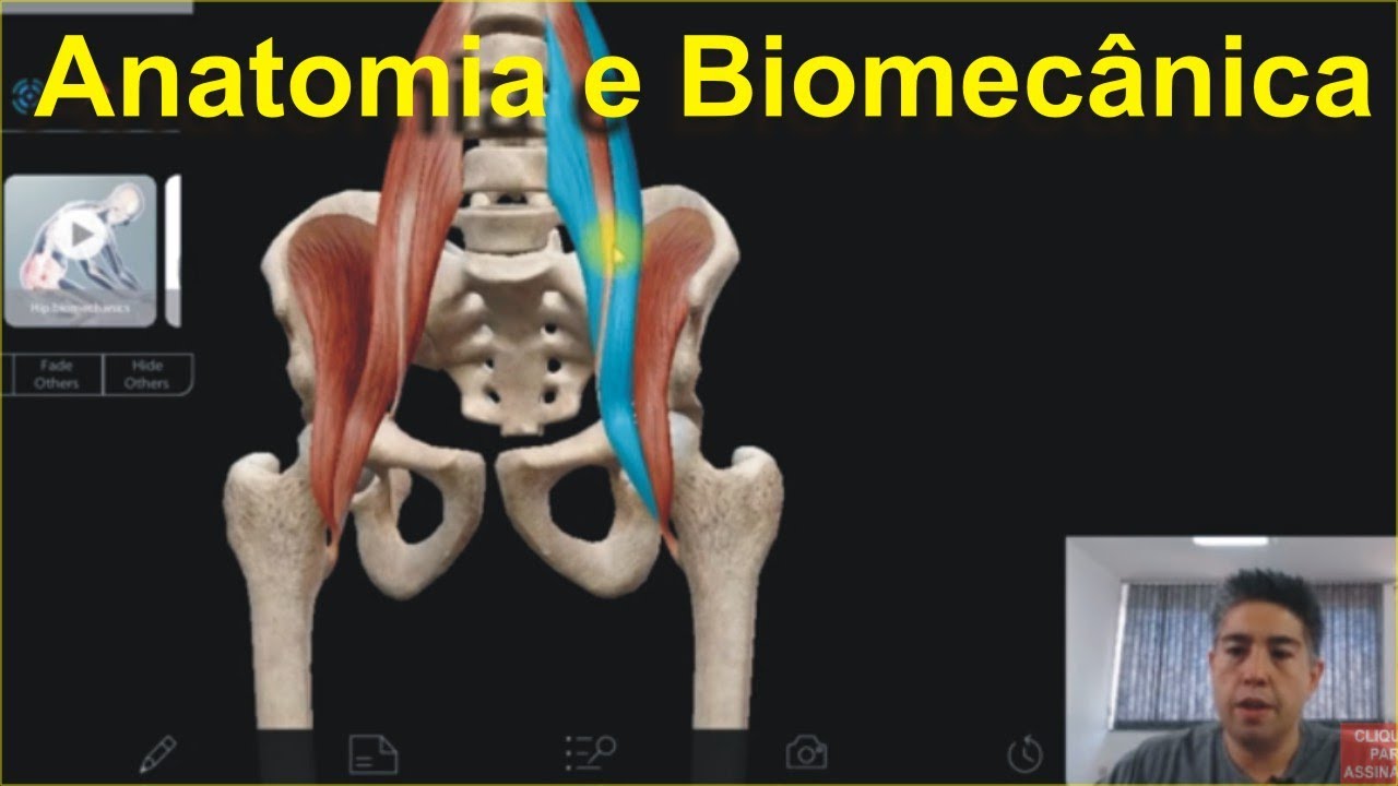 Anatomia da Coluna Lombar, Articulação Sacroilíaca e Músculo IlioPsoas ...