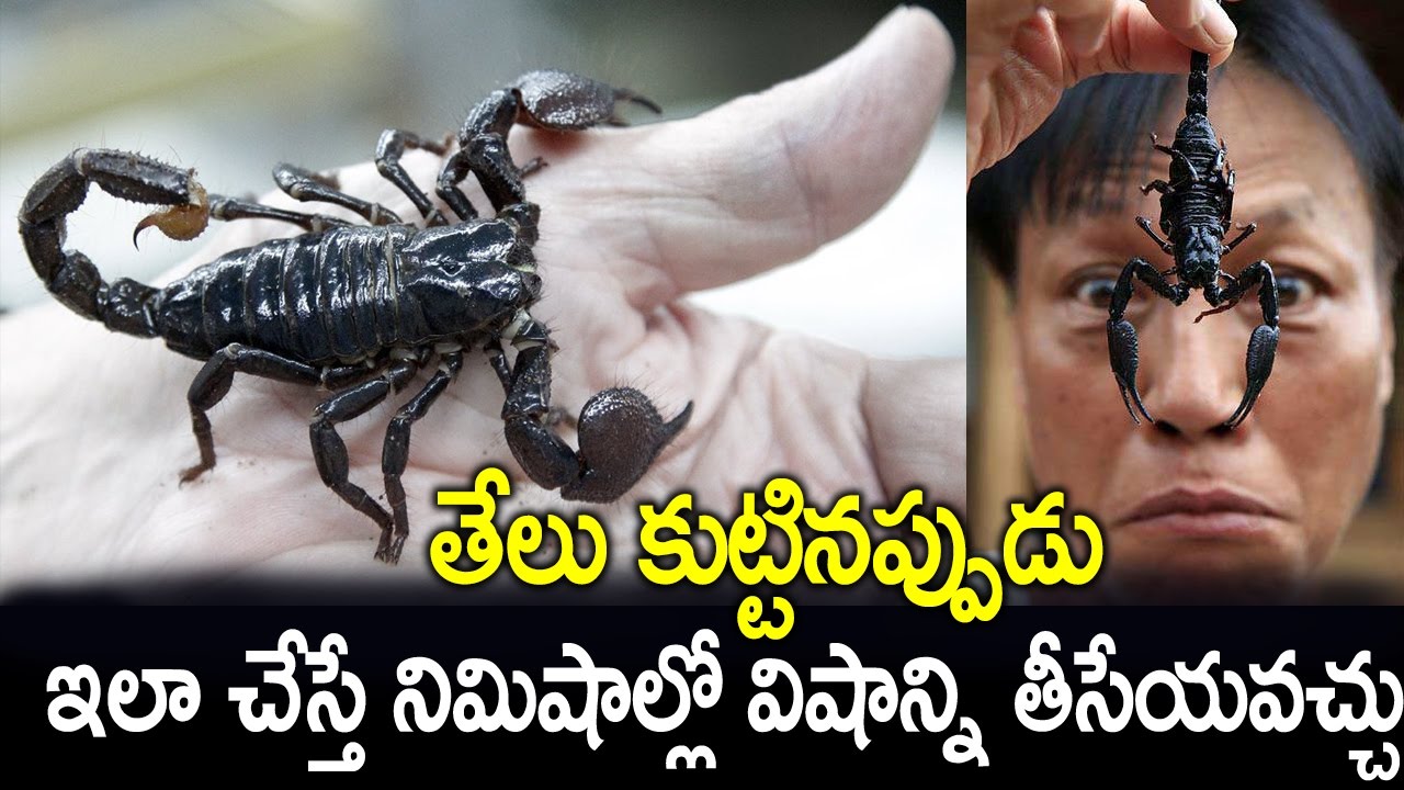 Ayurvedic remedies for Treating Scorpion Bite | తేలు కుడితే ఇలా చేయండి ...