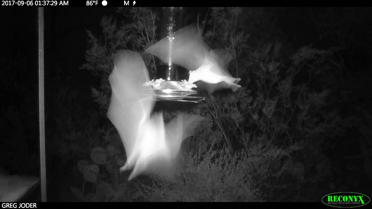 Nectarivorous Bats Raid my Hummingbird Feeder - YouTube