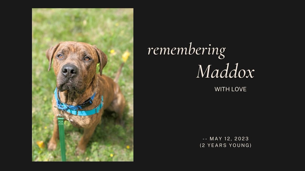 Maddox - YouTube