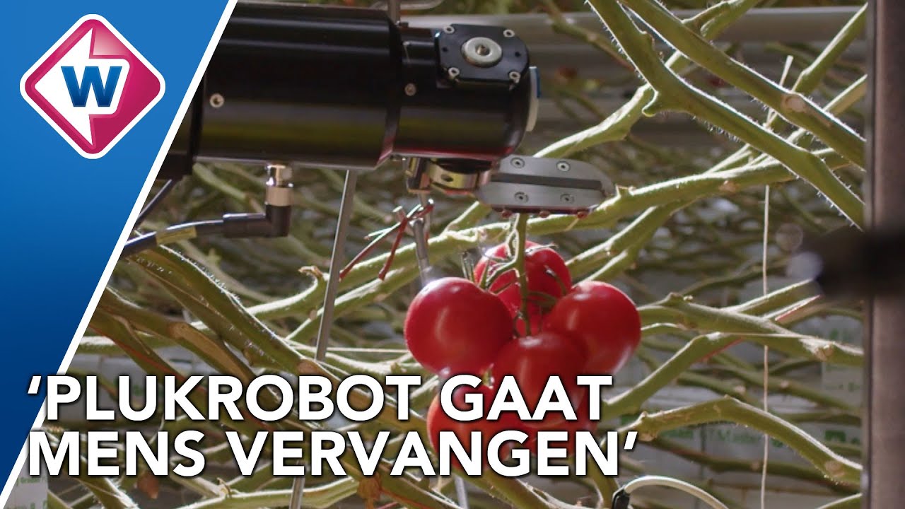 Robot in Westland plukt zelf tomaten - OMROEP WEST - YouTube