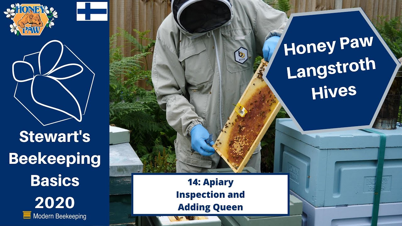 Honey Paw 14 | Apiary Inspection and Adding Queen - Stewart Spinks at ...