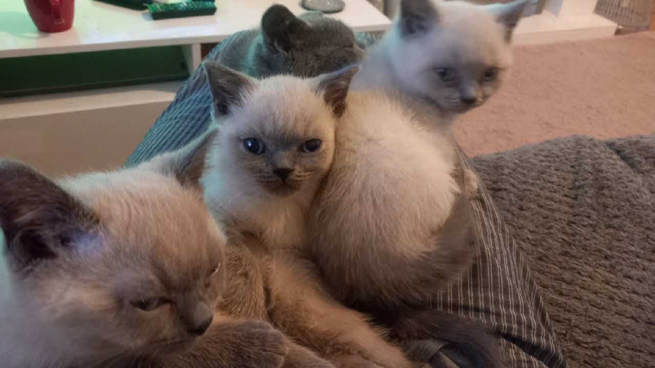 Sunday Relaxing with Kittens on Knee - YouTube